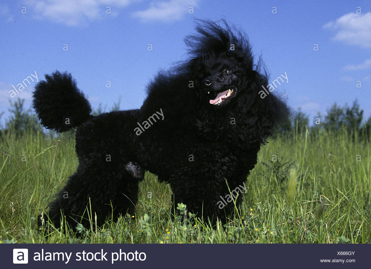 Pudel Standing High Resolution Stock Photography and Images - Alamy