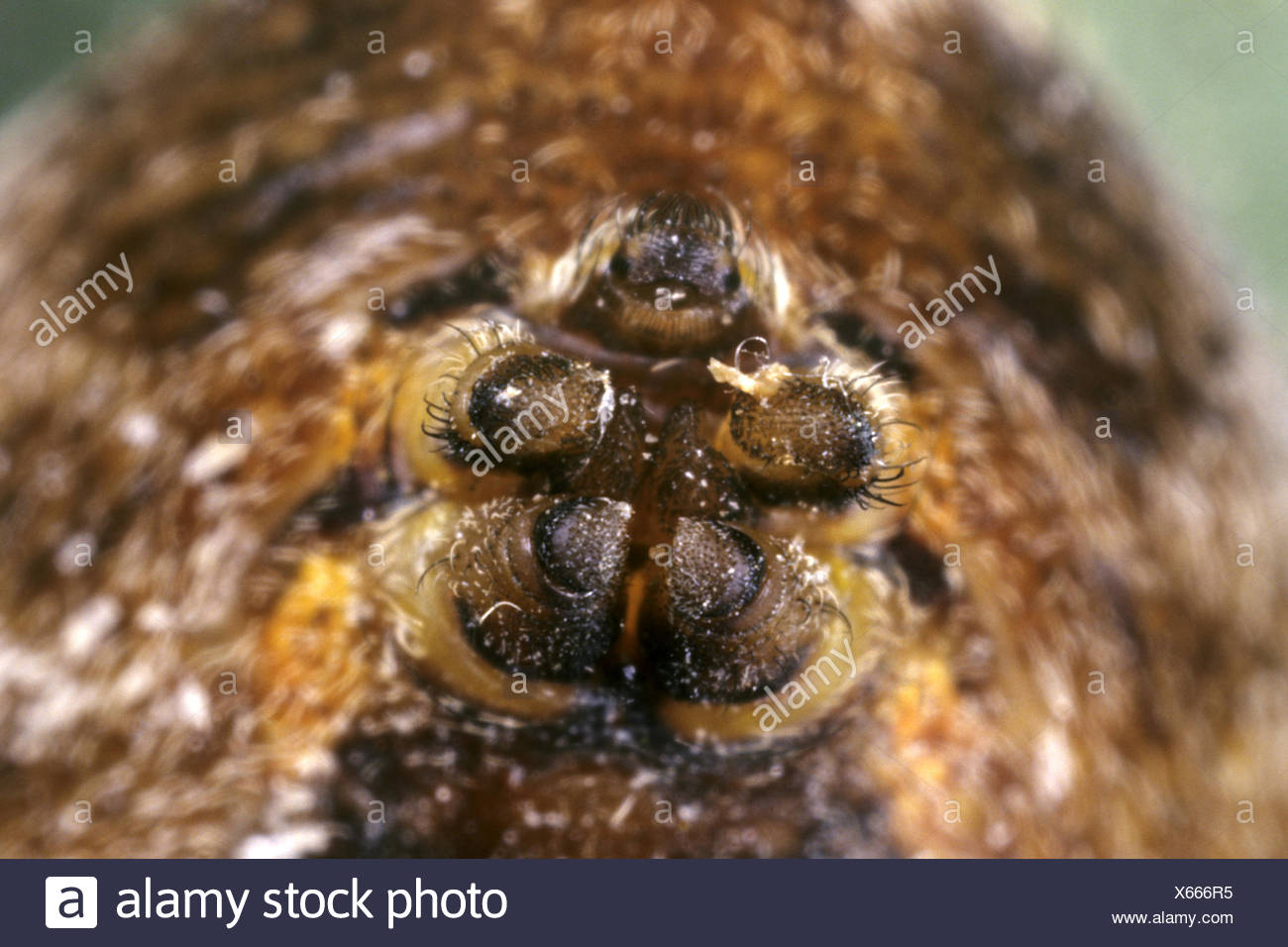 Spider Spinnerets High Resolution Stock Photography and Images - Alamy
