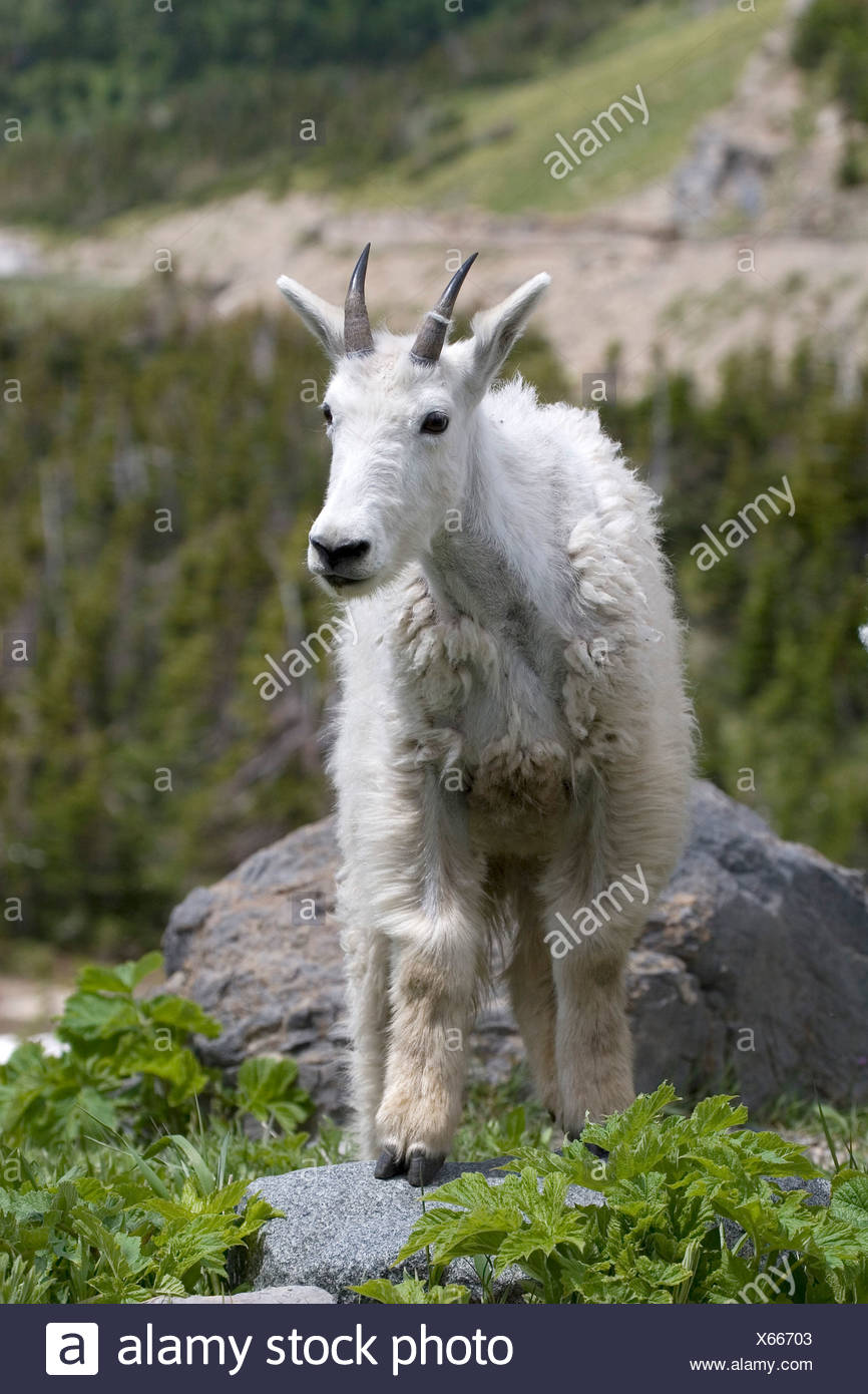 Goat Cub High Resolution Stock Photography and Images - Alamy