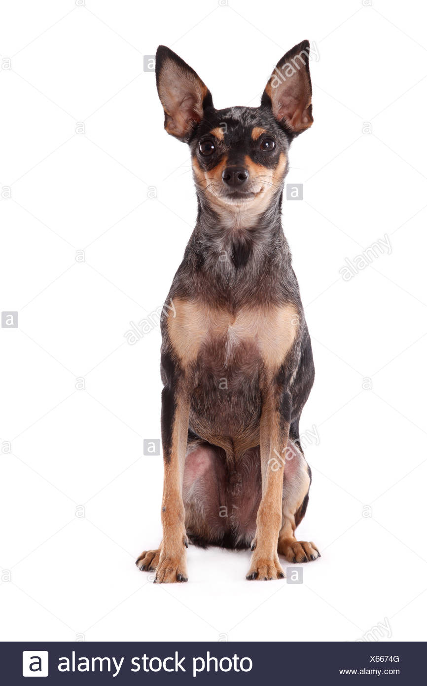 Dog Prazsky Krysarik Prague Ratter Stock Photos & Dog Prazsky Krysarik ...