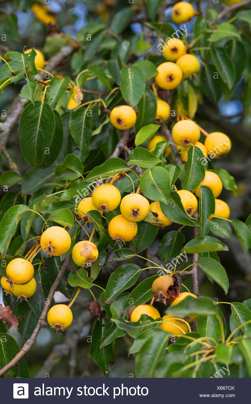 Wild Pear Pyrus Pyraster High Resolution Stock Photography and Images ...