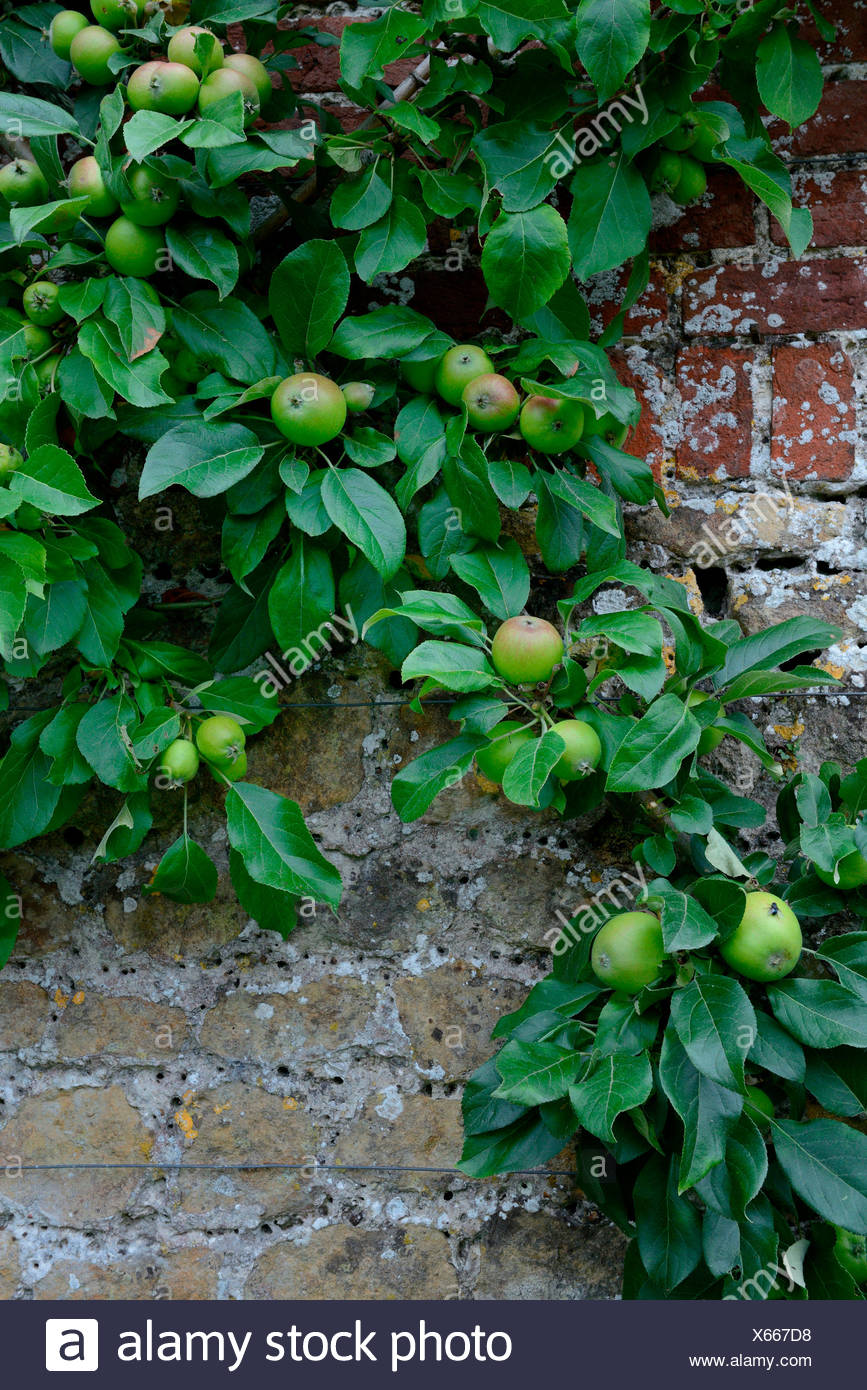 Apfelbaum Spalier Gezogen Spalierobst Malus High Resolution Stock ...