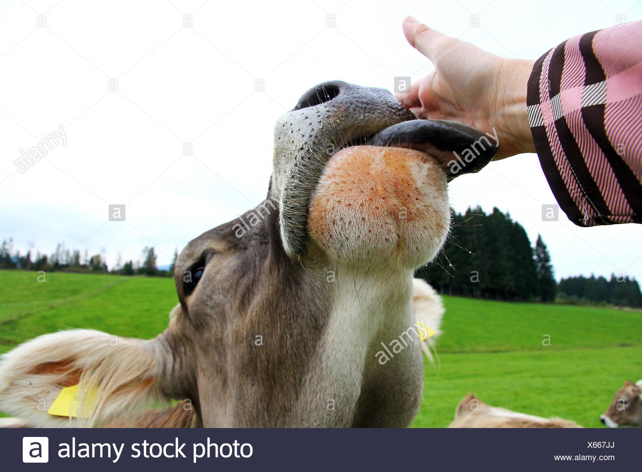 Cow Lick Stock Photos & Cow Lick Stock Images - Alamy
