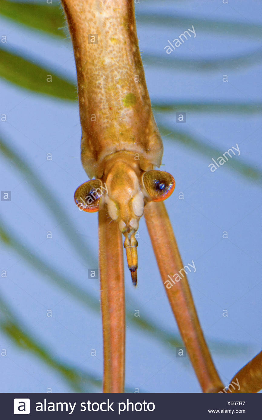 Water Stick Insects High Resolution Stock Photography and Images - Alamy