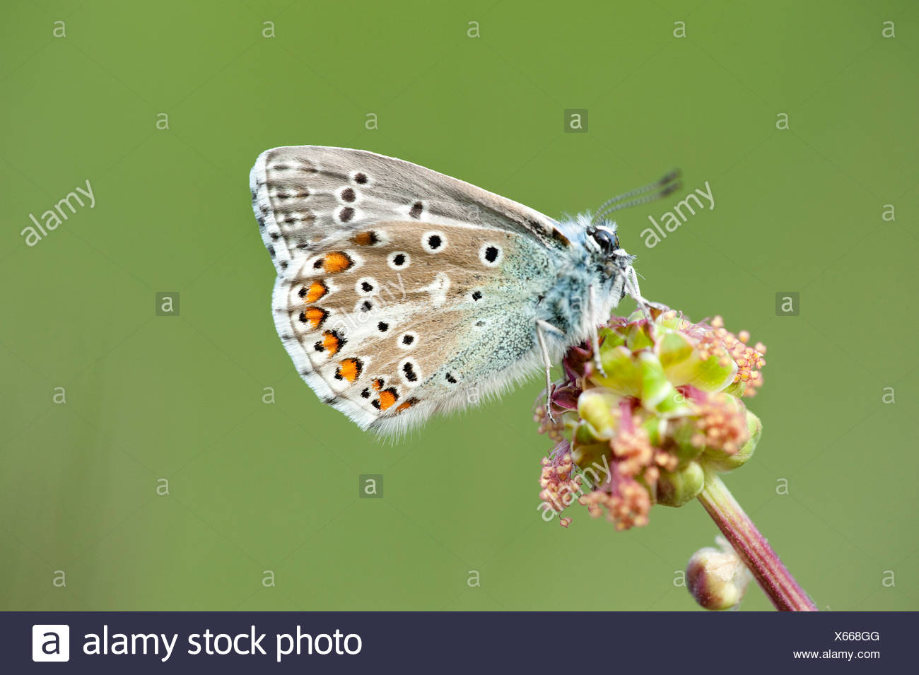 Adonis Blue Butterfly Uk Stock Photos & Adonis Blue Butterfly Uk Stock ...