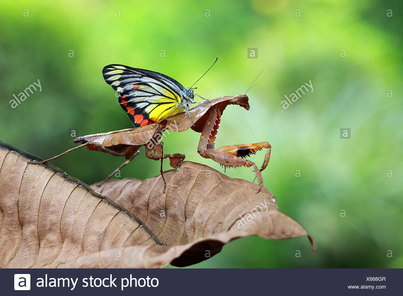 Mantis Mantis High Resolution Stock Photography and Images - Alamy