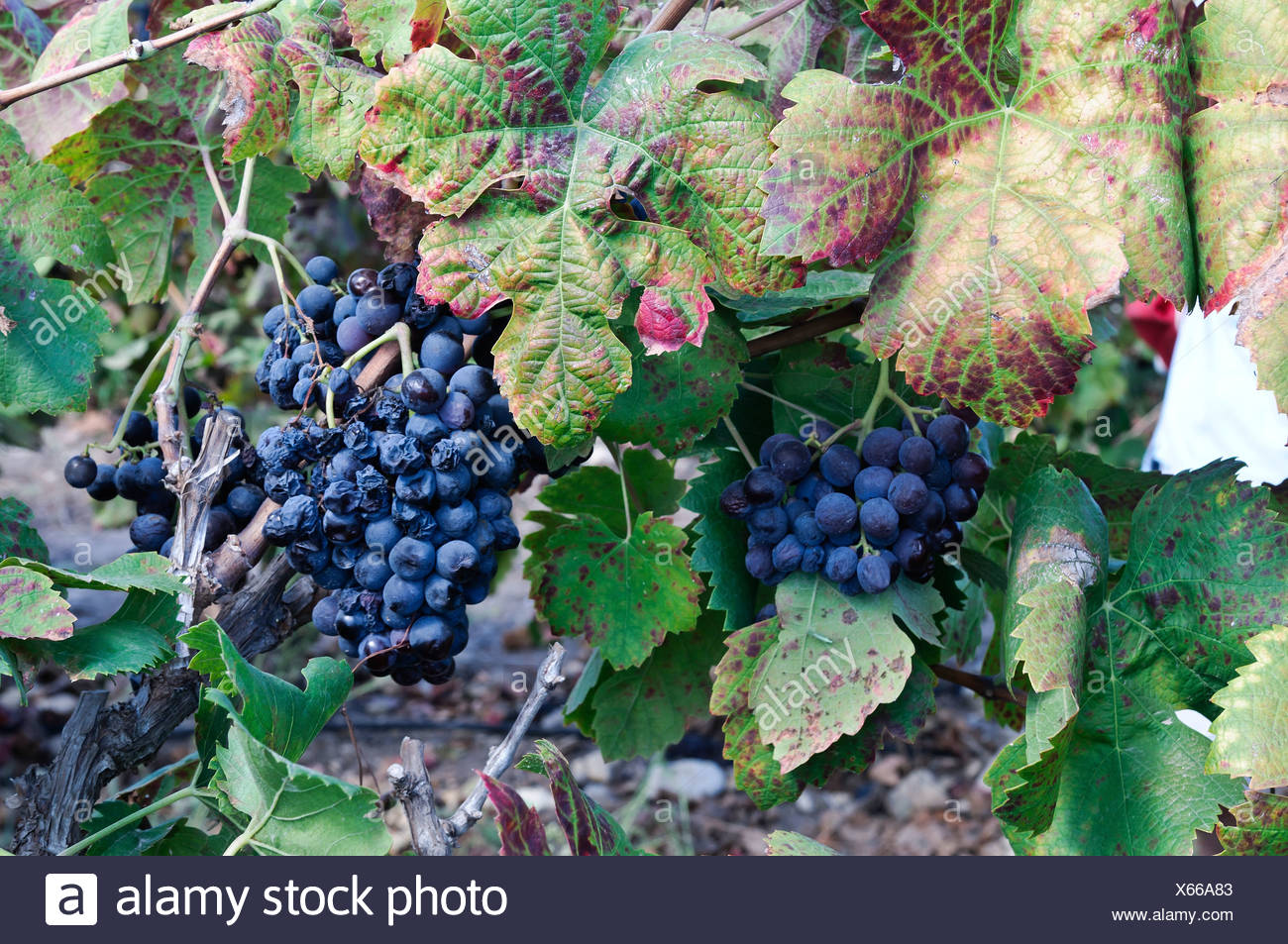Carignan High Resolution Stock Photography and Images - Alamy