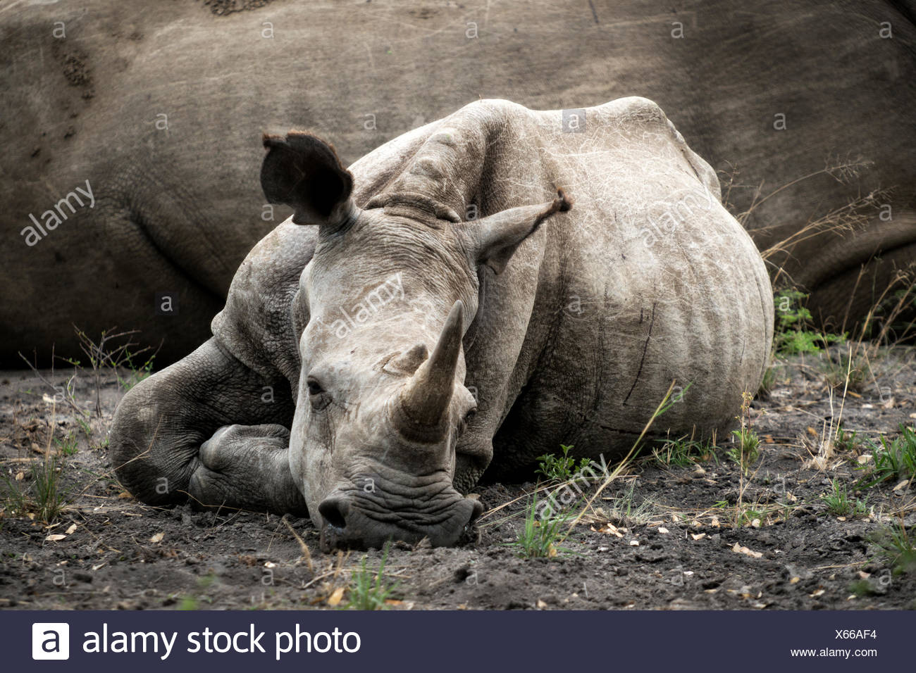 Sitting Rhino High Resolution Stock Photography and Images - Alamy