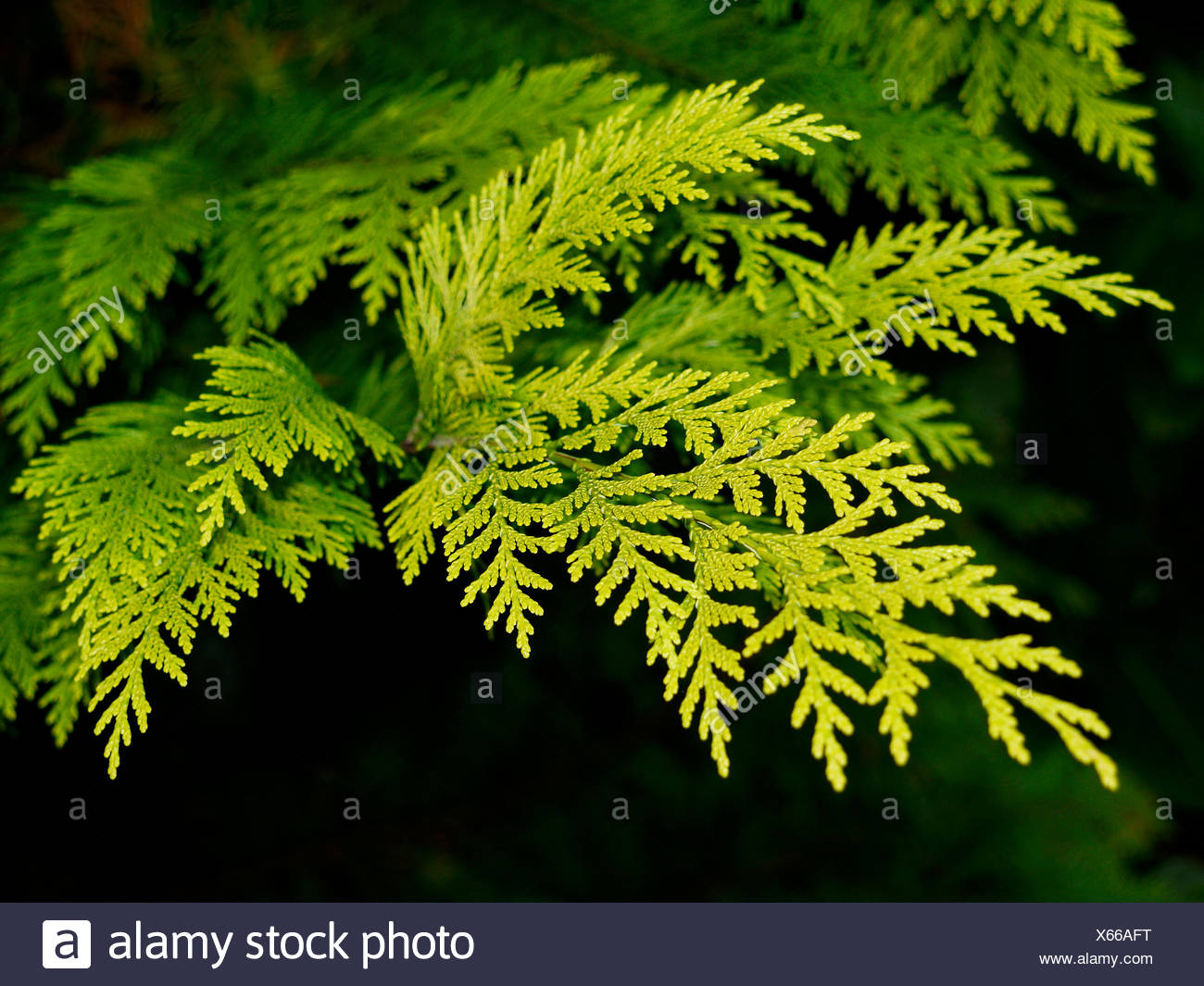Cypress Needles High Resolution Stock Photography and Images - Alamy