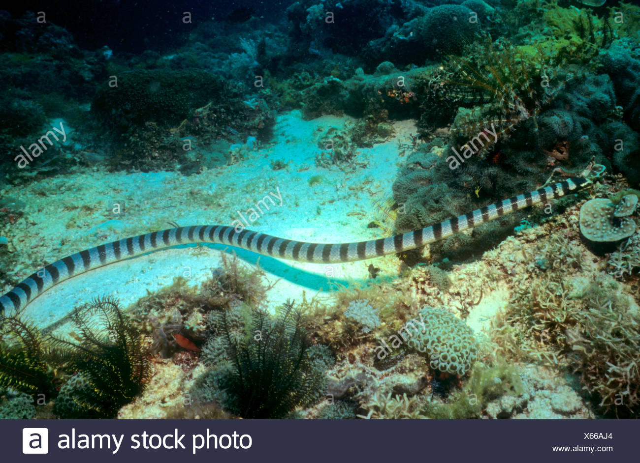 Sea Snake Stock Photos & Sea Snake Stock Images - Alamy