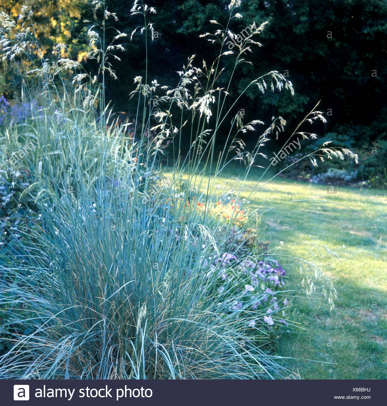 Avena Sempervirens High Resolution Stock Photography and Images - Alamy