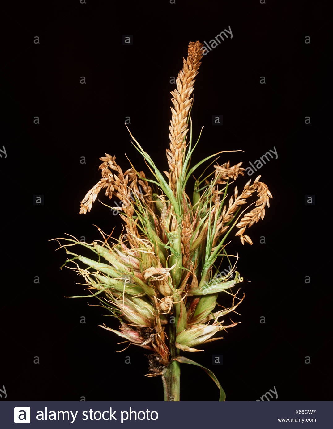 Corn Tassel High Resolution Stock Photography and Images - Alamy