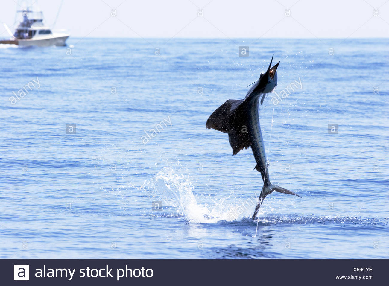 Sailfish Marina High Resolution Stock Photography and Images - Alamy