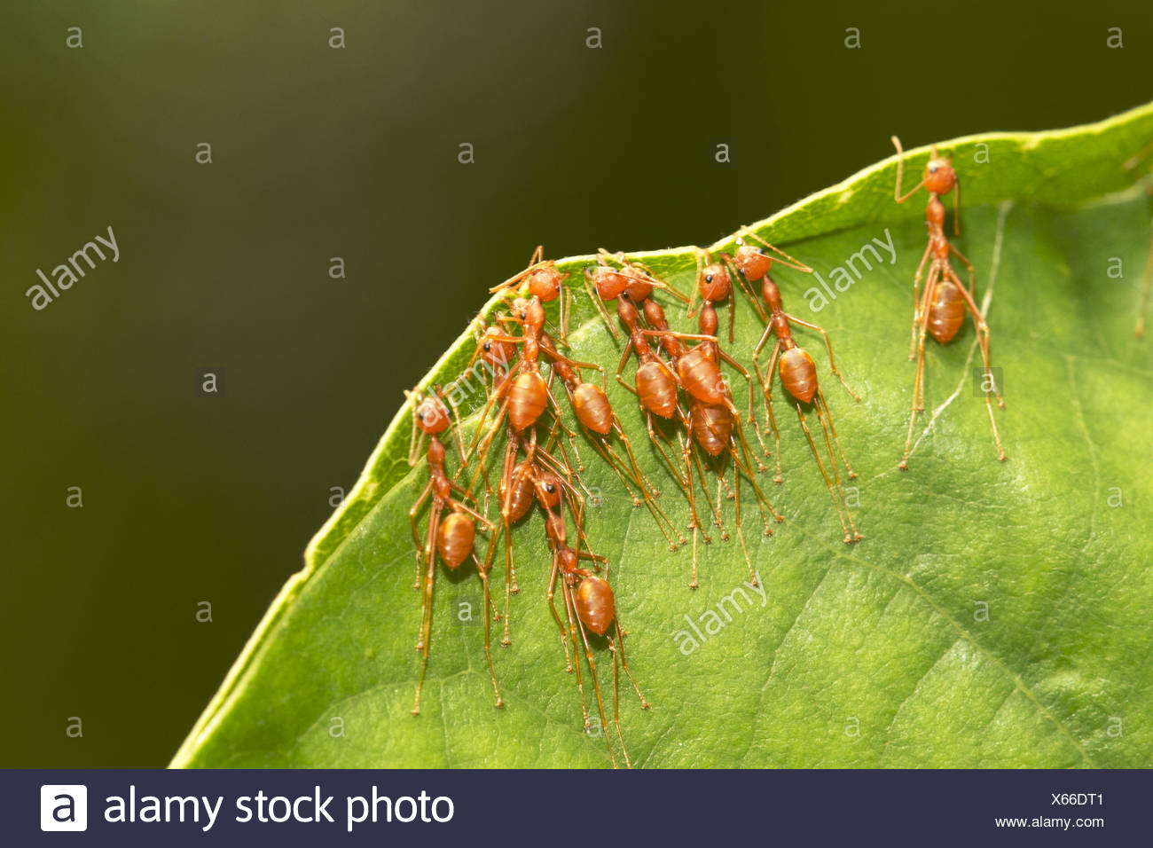 Weaver Ants Nest High Resolution Stock Photography and Images - Alamy