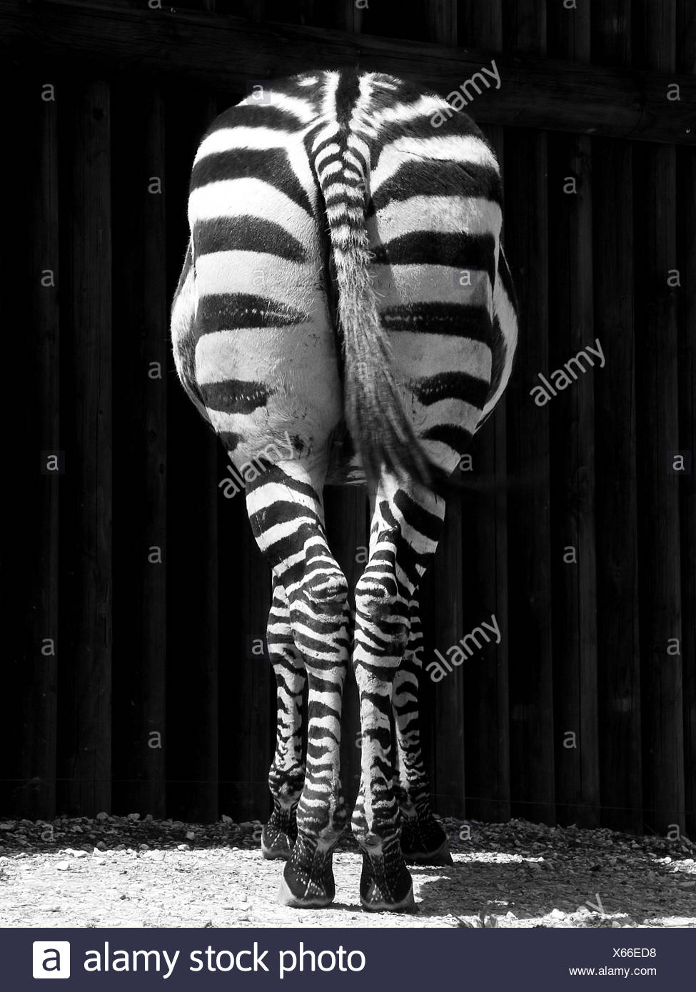 Rear Ends Stock Photos & Rear Ends Stock Images - Alamy