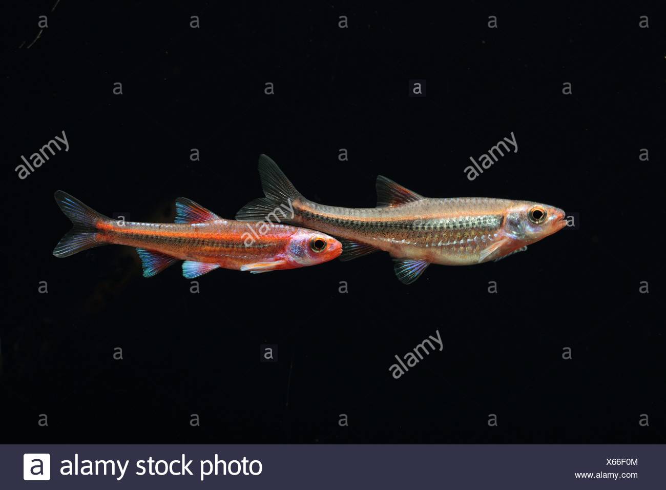 Notropis Chrosomus High Resolution Stock Photography and Images - Alamy