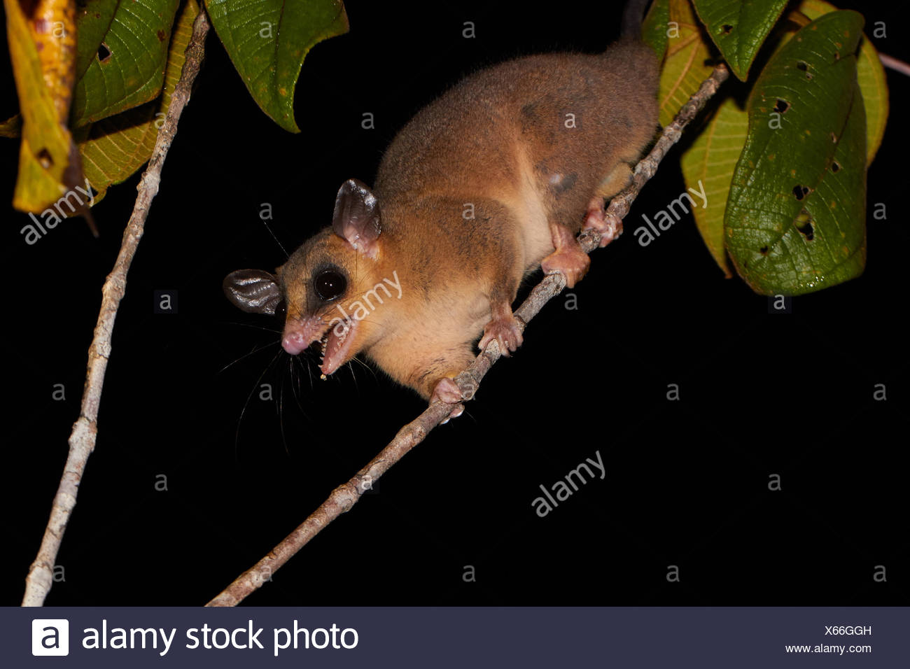 Mouse Opossum High Resolution Stock Photography and Images - Alamy