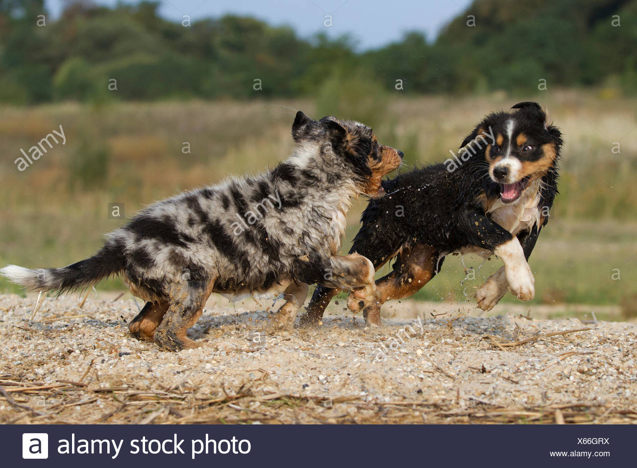 Black Tri Blue Merle High Resolution Stock Photography and Images - Alamy