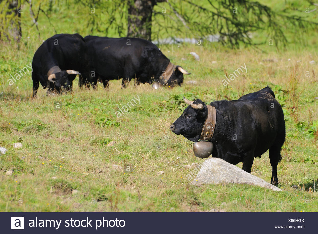Herens Cattle High Resolution Stock Photography and Images - Alamy