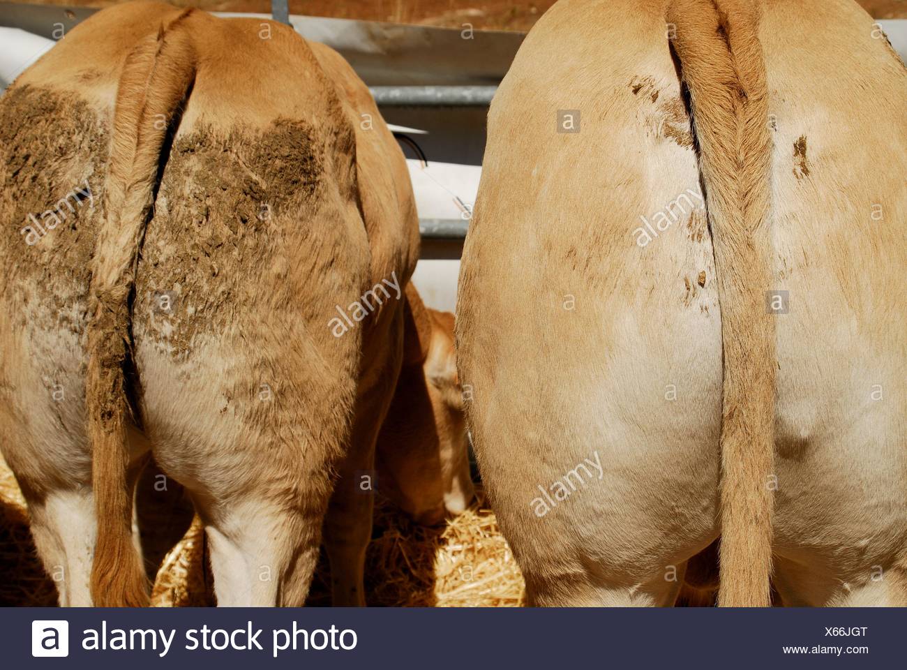 Hindquarters Stock Photos & Hindquarters Stock Images - Alamy