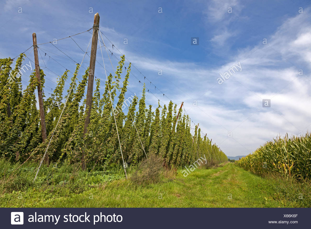 Hopfenfeld High Resolution Stock Photography and Images - Alamy