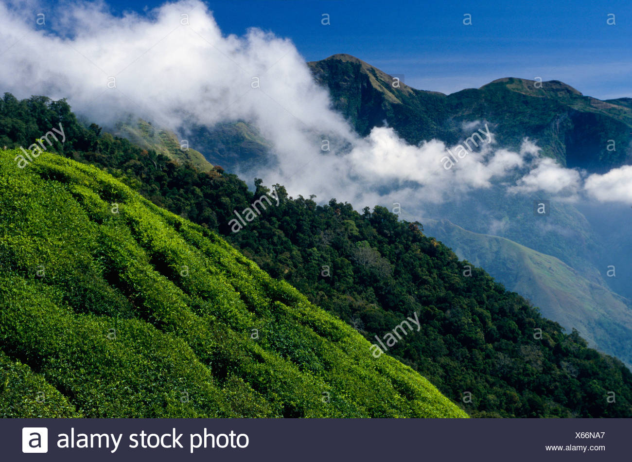 Nilgiri Hills High Resolution Stock Photography and Images - Alamy