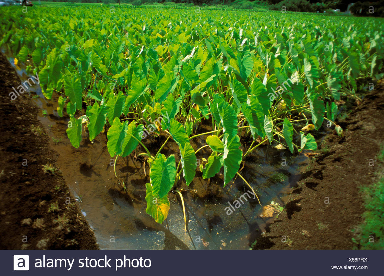 Taro Patch Stock Photos & Taro Patch Stock Images - Alamy