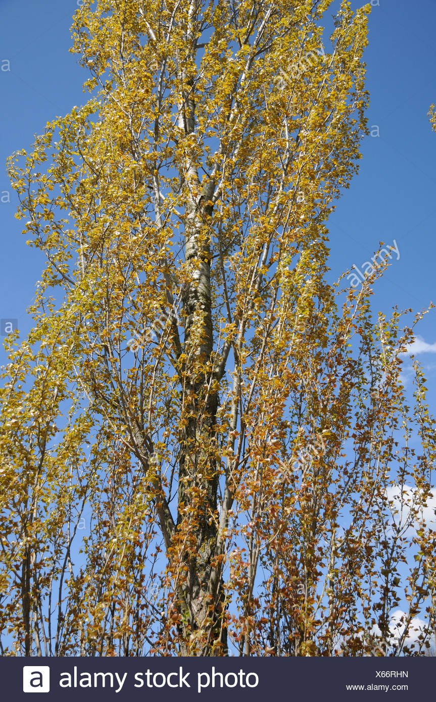 Fastigiate Tree High Resolution Stock Photography and Images - Alamy