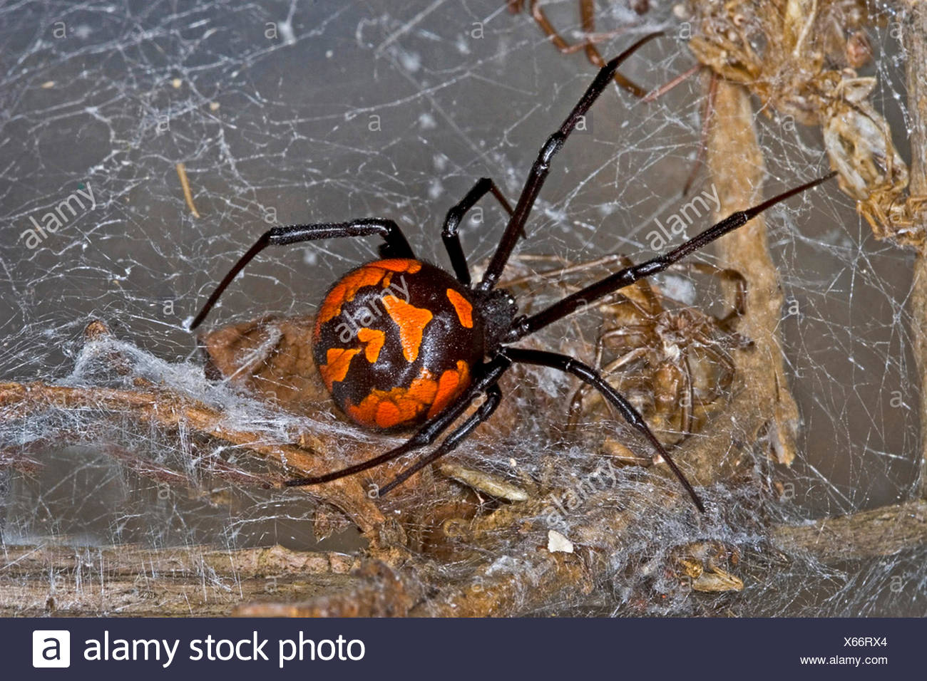 Female Black Widow Spider High Resolution Stock Photography and Images ...