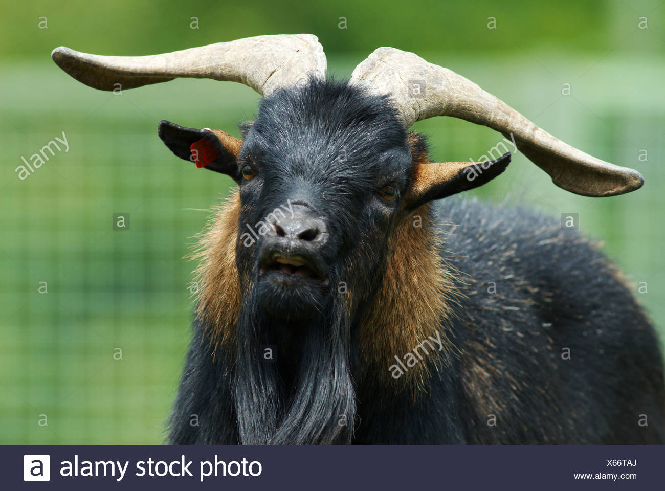 African Pygmy Goat Stock Photos & African Pygmy Goat Stock Images - Alamy