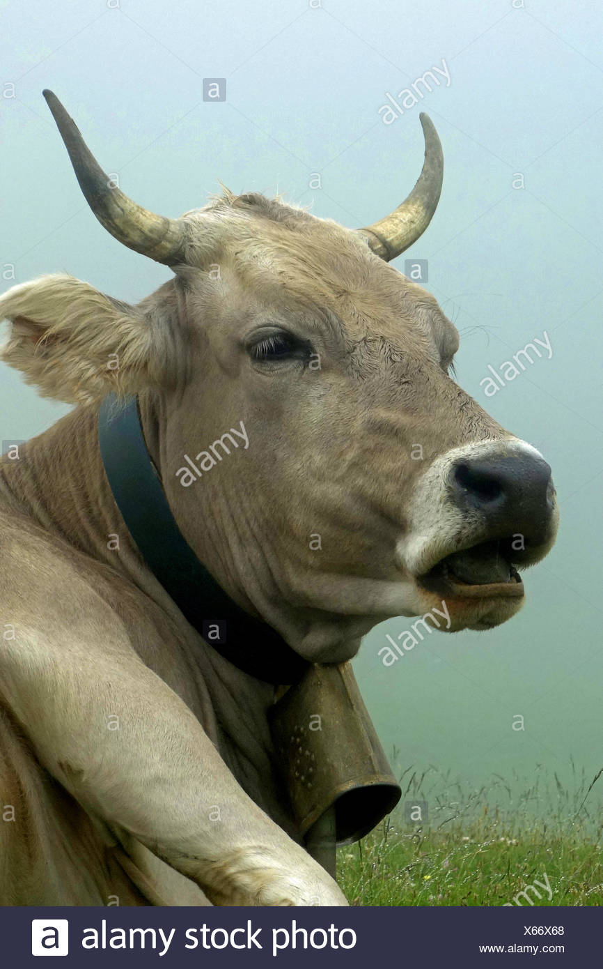 Cowbell Stock Photos & Cowbell Stock Images - Alamy