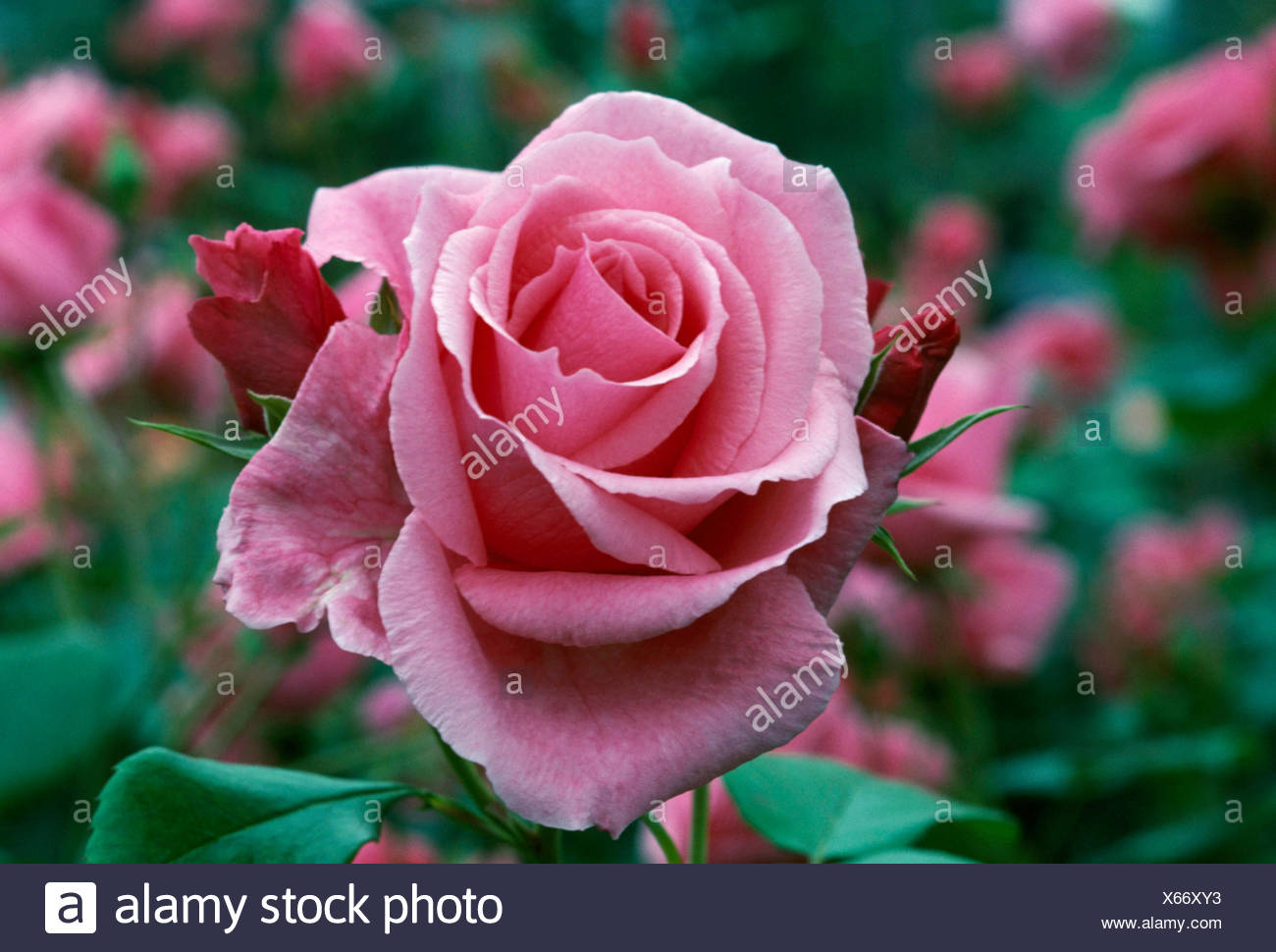 Lawinia High Resolution Stock Photography and Images - Alamy