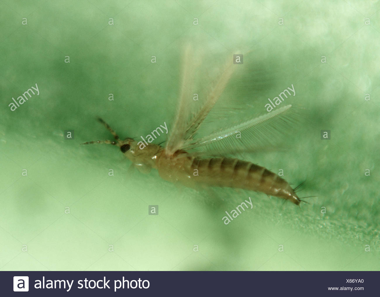 Western Flower Thrip Frankliniella Occidentalis High Resolution Stock ...