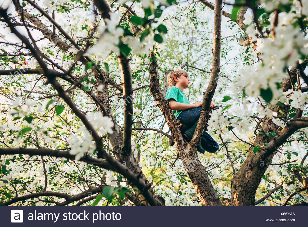 Boy Climbing Apple Tree Stock Photos & Boy Climbing Apple Tree Stock ...