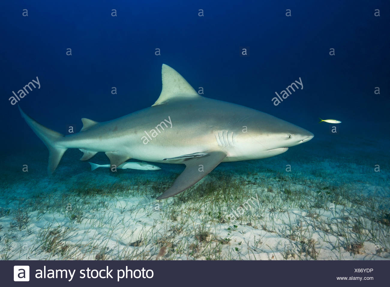 Ocean Underwater Bull Shark High Resolution Stock Photography and ...