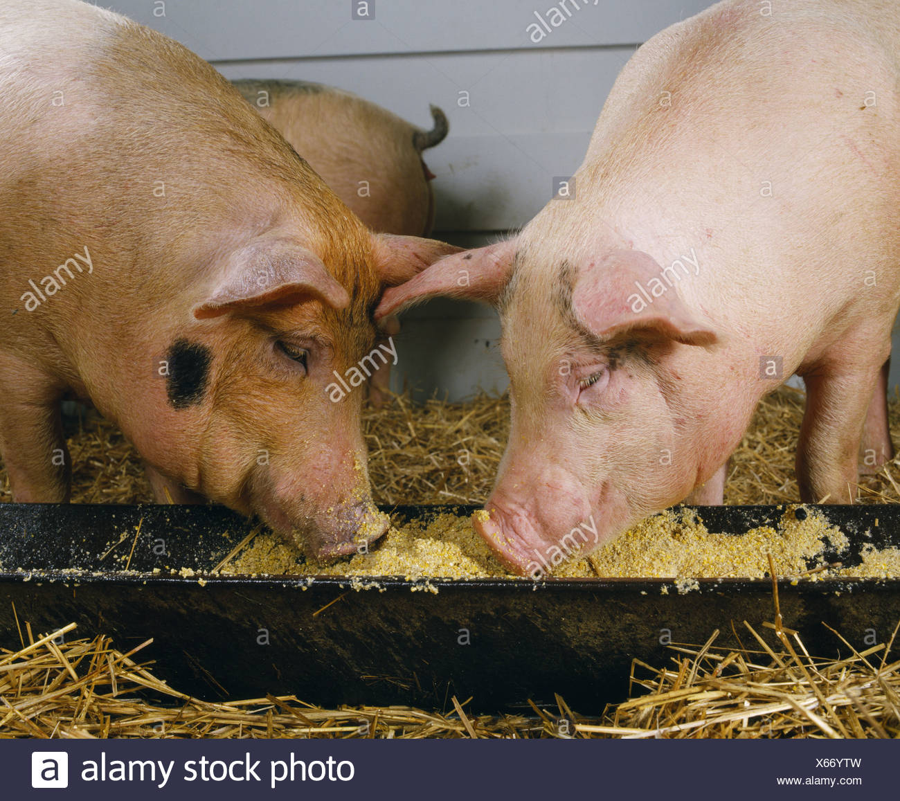 Pig Trough Stock Photos & Pig Trough Stock Images - Alamy