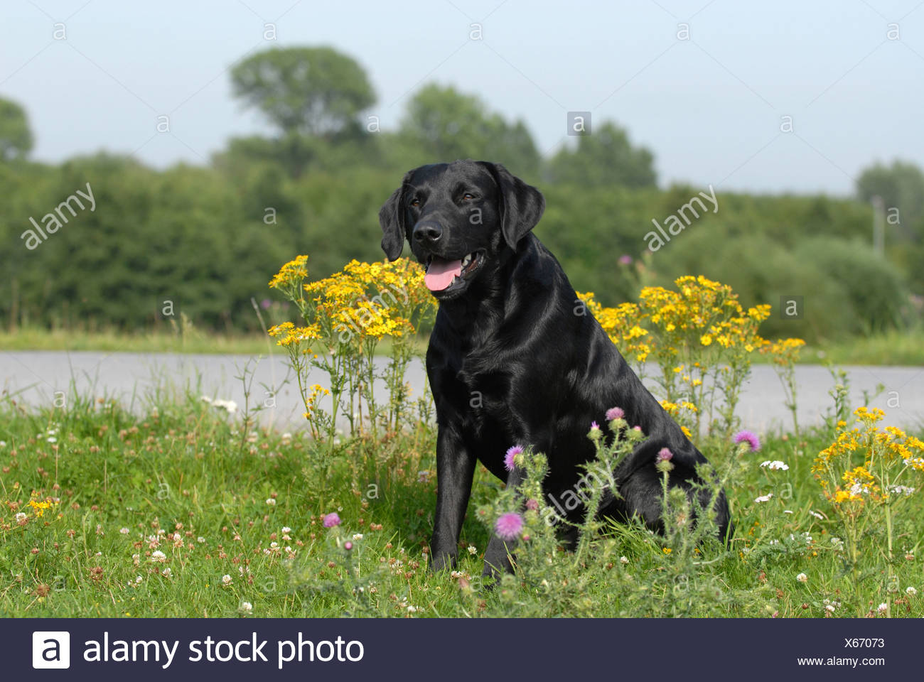 Black Labrador Retriever Flower High Resolution Stock Photography and ...