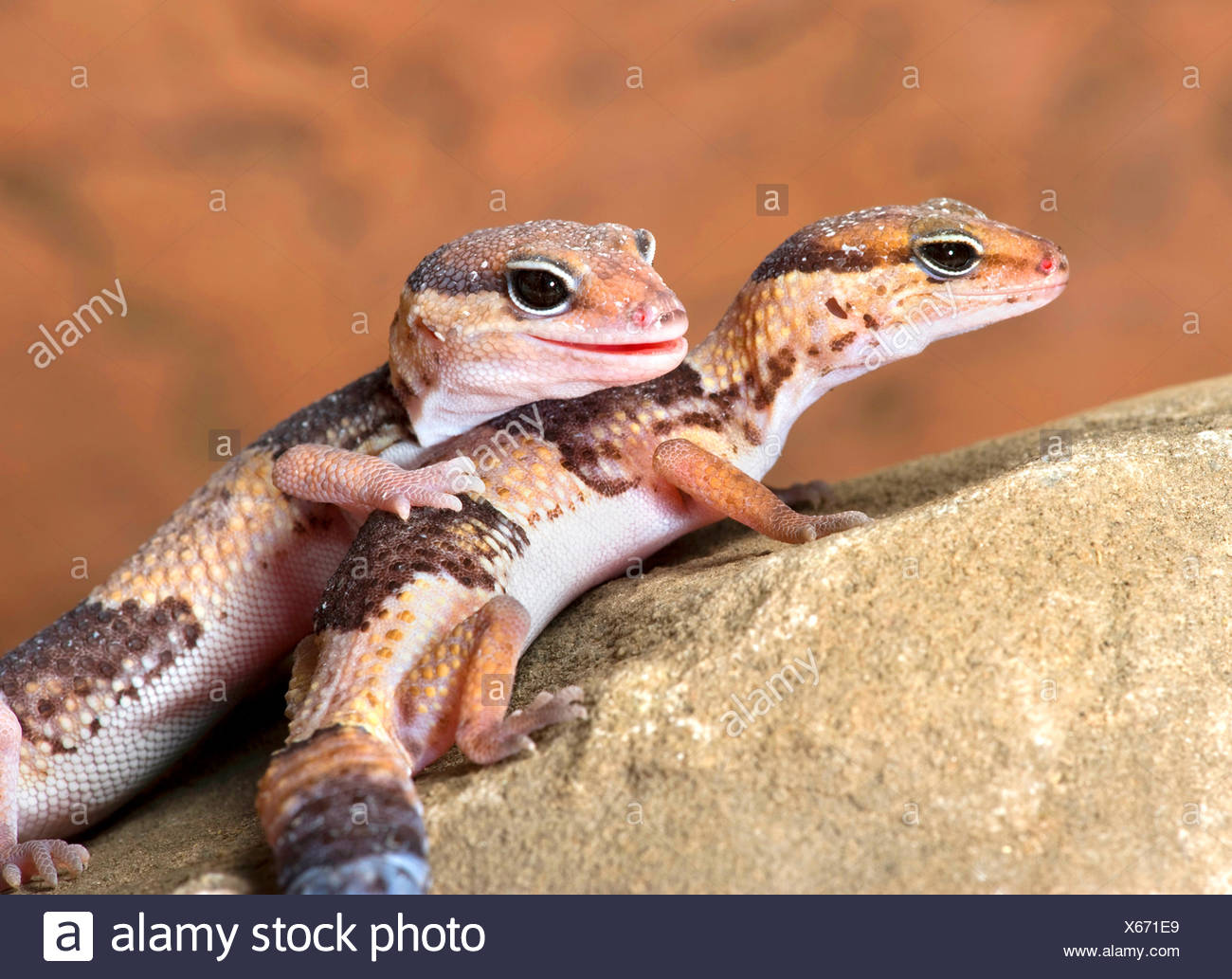 African Fat Tailed Geckos High Resolution Stock Photography and Images ...