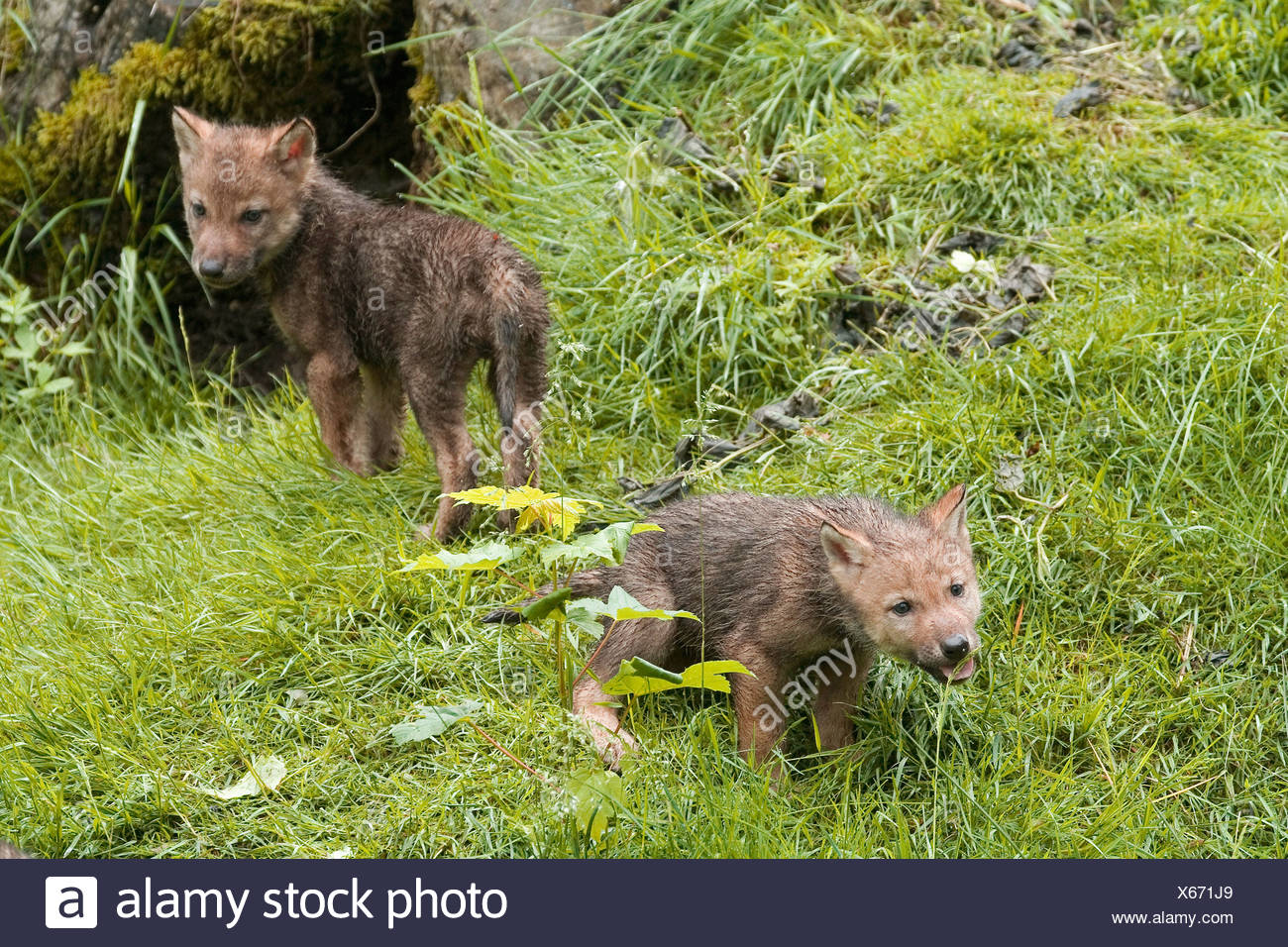 Wolf Cubs High Resolution Stock Photography and Images - Alamy