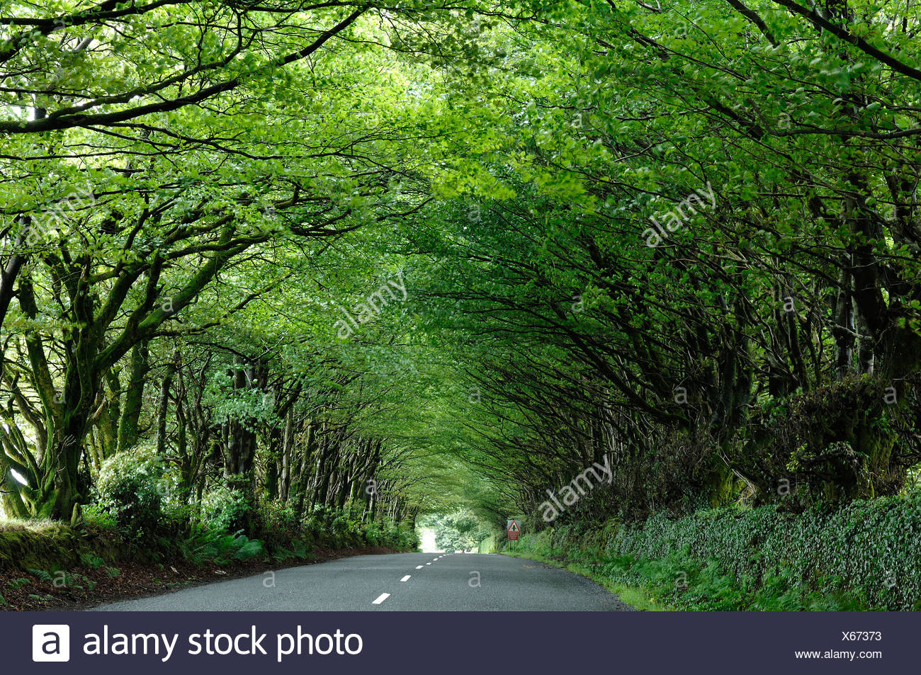 Milton Abbot High Resolution Stock Photography and Images - Alamy