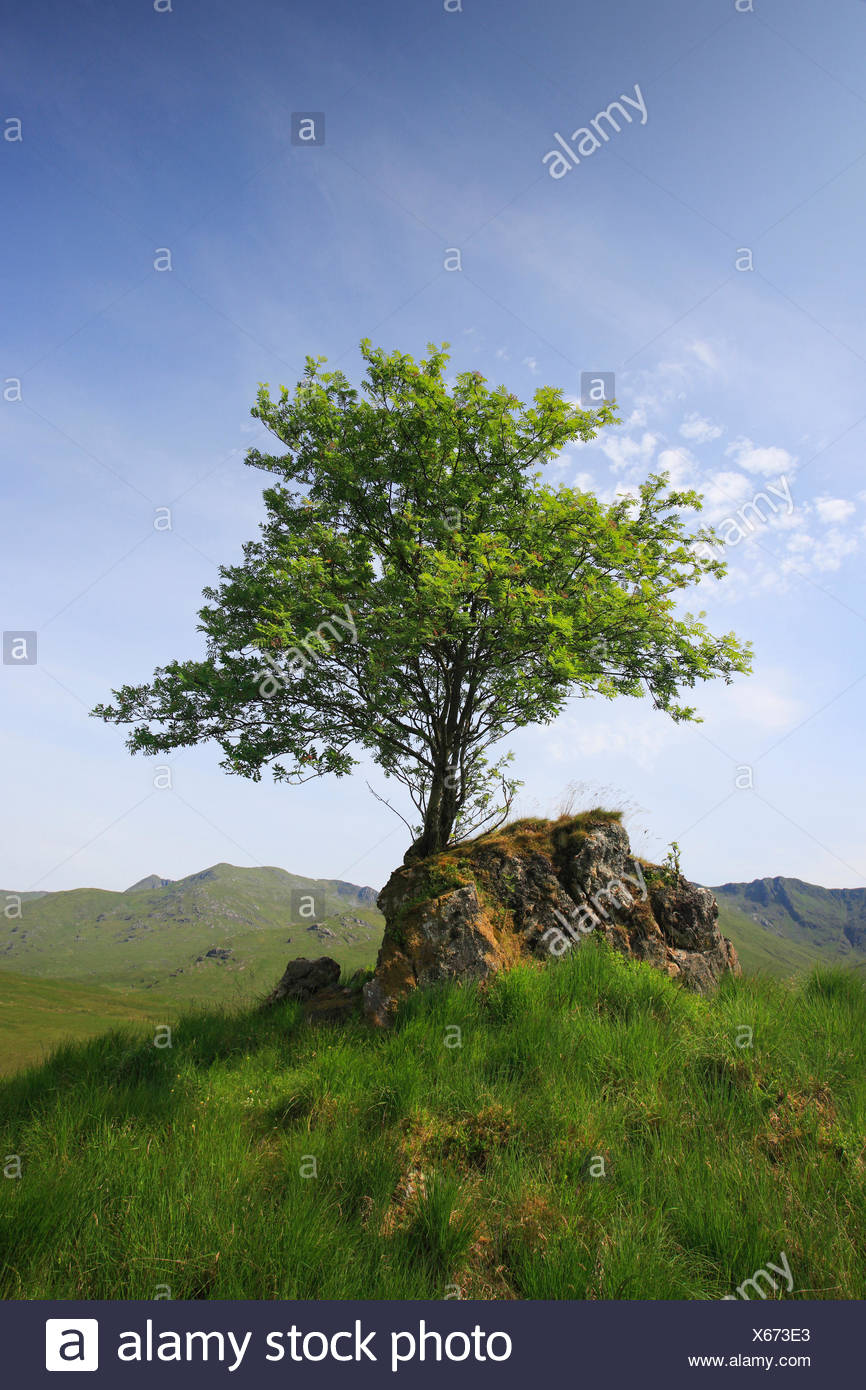 Rowan Tree Scotland High Resolution Stock Photography and Images - Alamy