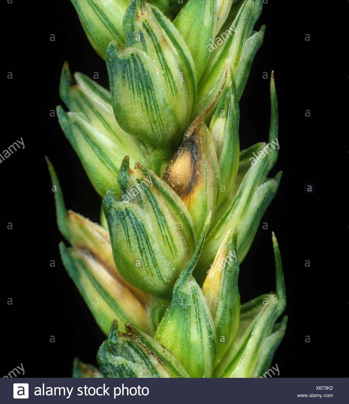 Fusarium High Resolution Stock Photography and Images - Alamy
