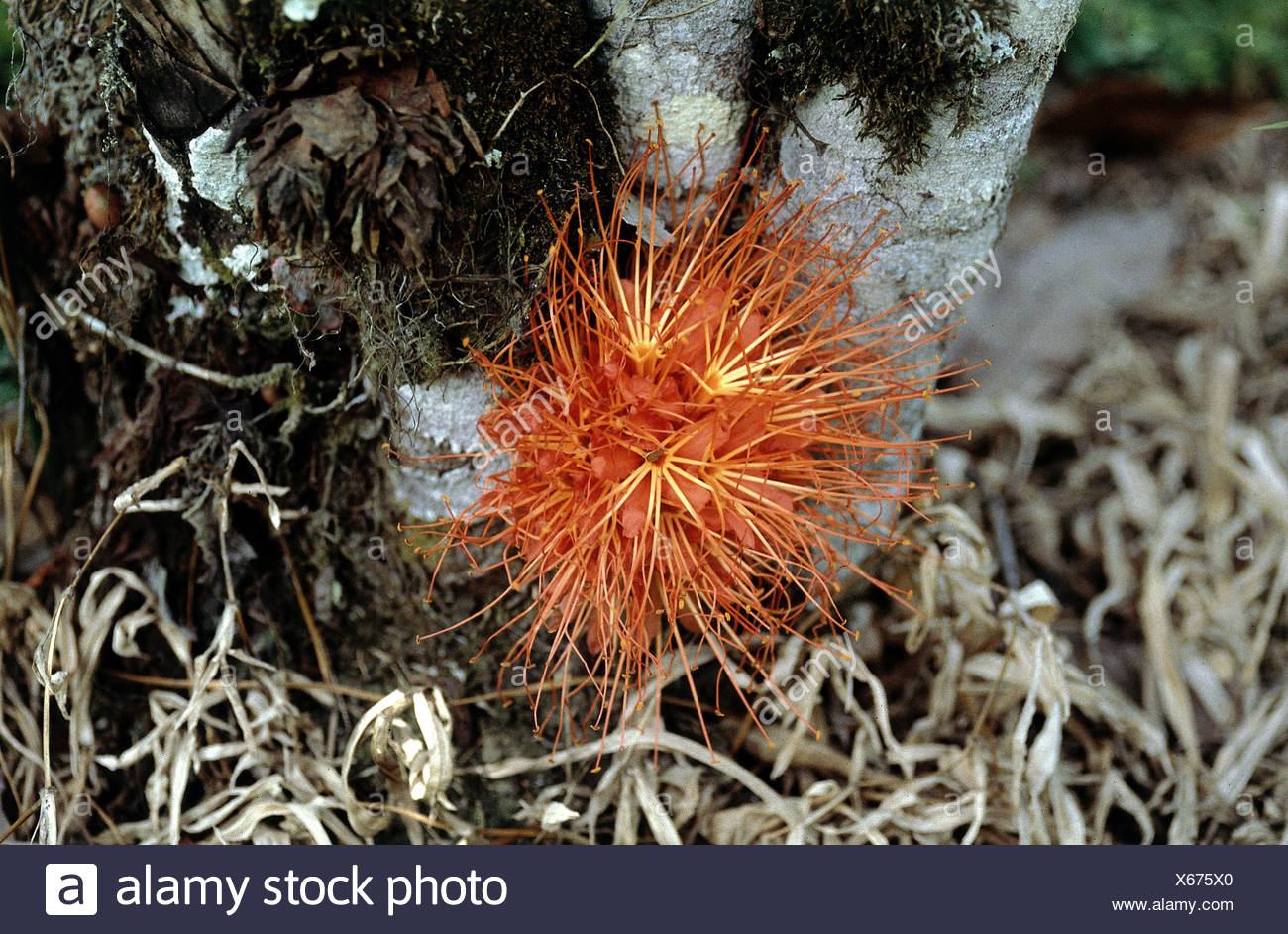 Brownea High Resolution Stock Photography and Images - Alamy