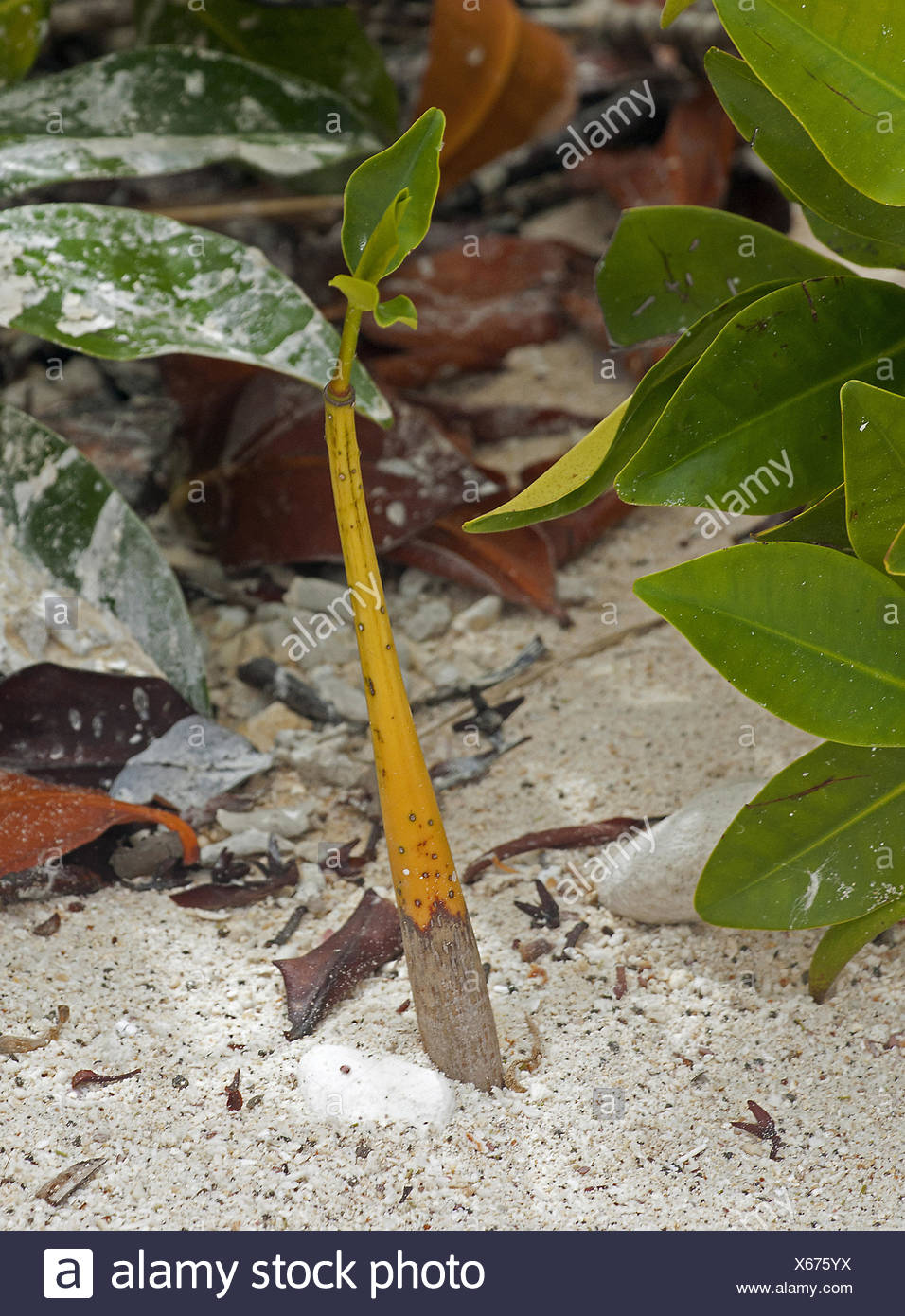 Mangrove Seed Stock Photos & Mangrove Seed Stock Images - Alamy