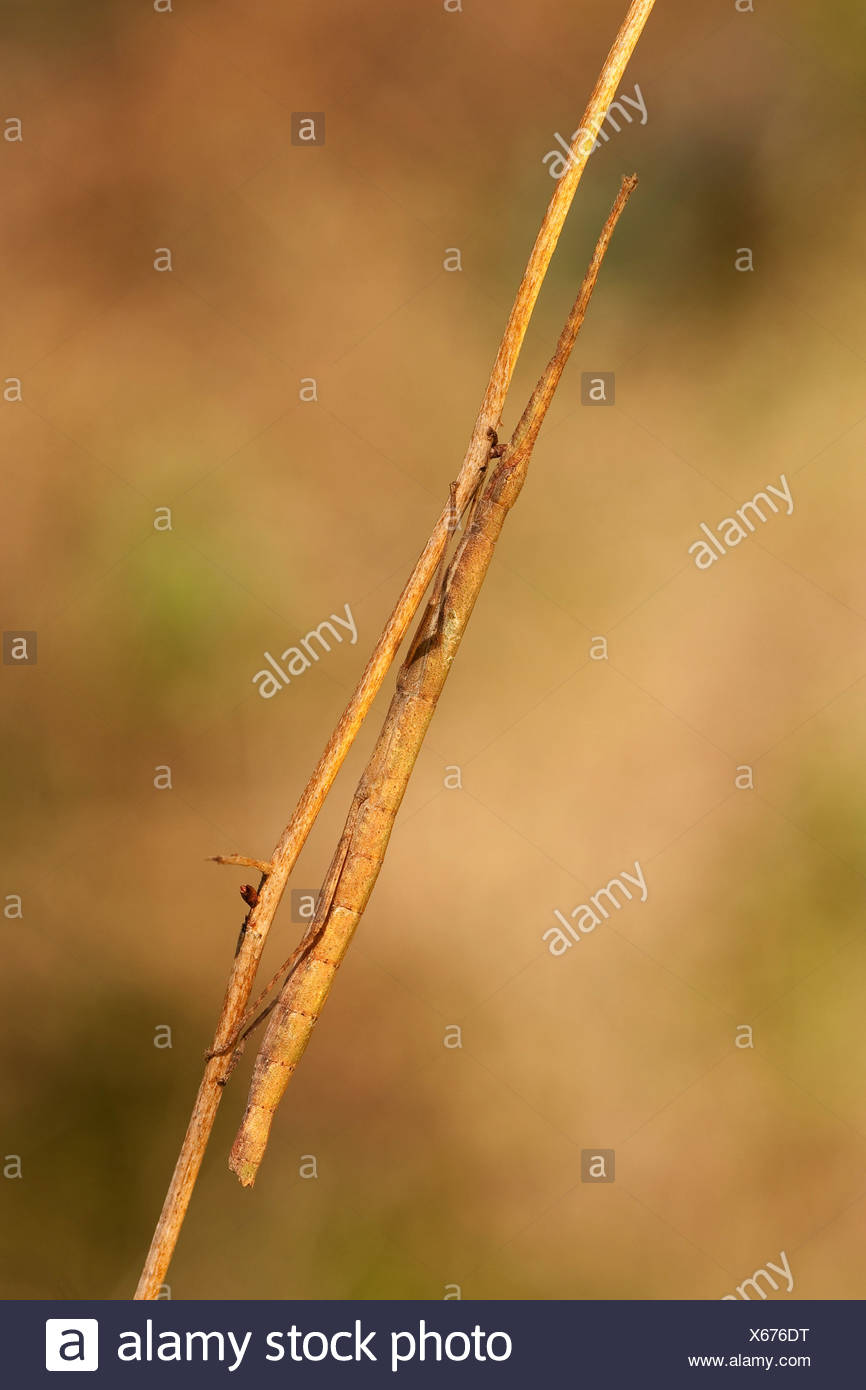 Laboratory Stick Insect High Resolution Stock Photography and Images ...