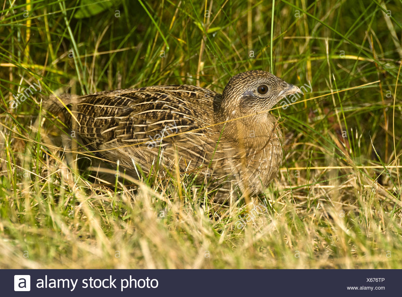 Nesting Partridge High Resolution Stock Photography and Images - Alamy