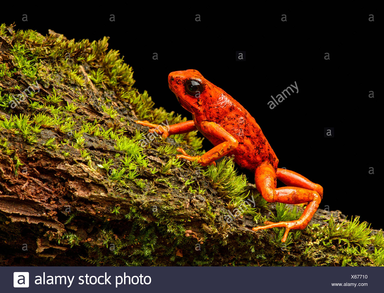 Sylvatica High Resolution Stock Photography and Images - Alamy