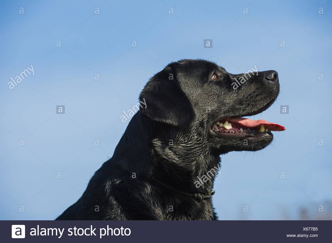 Labrador Side Profile High Resolution Stock Photography and Images - Alamy