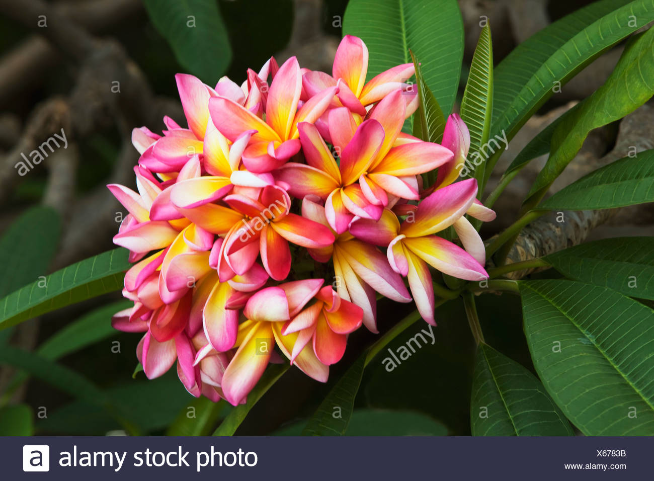 Red Plumeria Plumeria Rubra High Resolution Stock Photography and ...