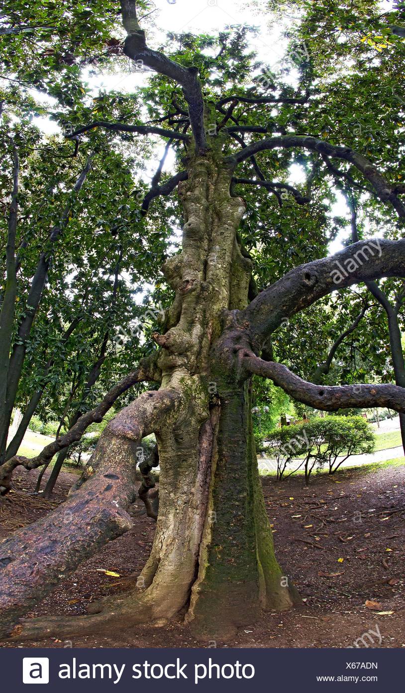 Old Gnarled Tree Stock Photos & Old Gnarled Tree Stock Images - Alamy